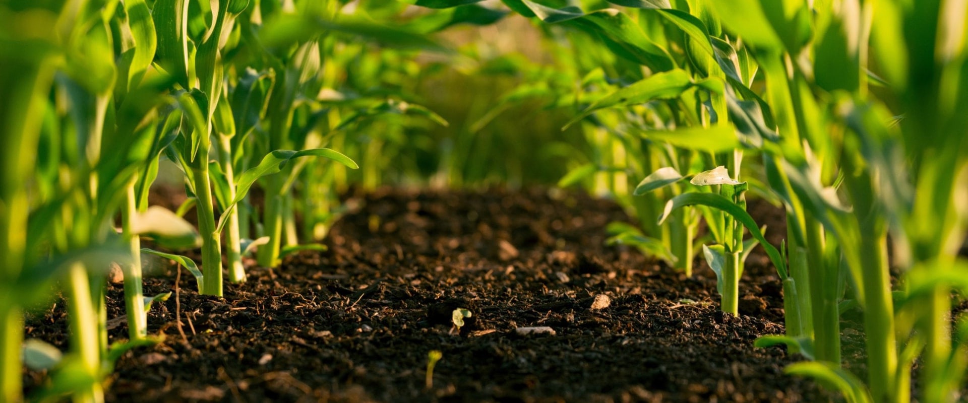 Organic Alternatives to Chemical Fertilizers: A Guide to Sustainable ...