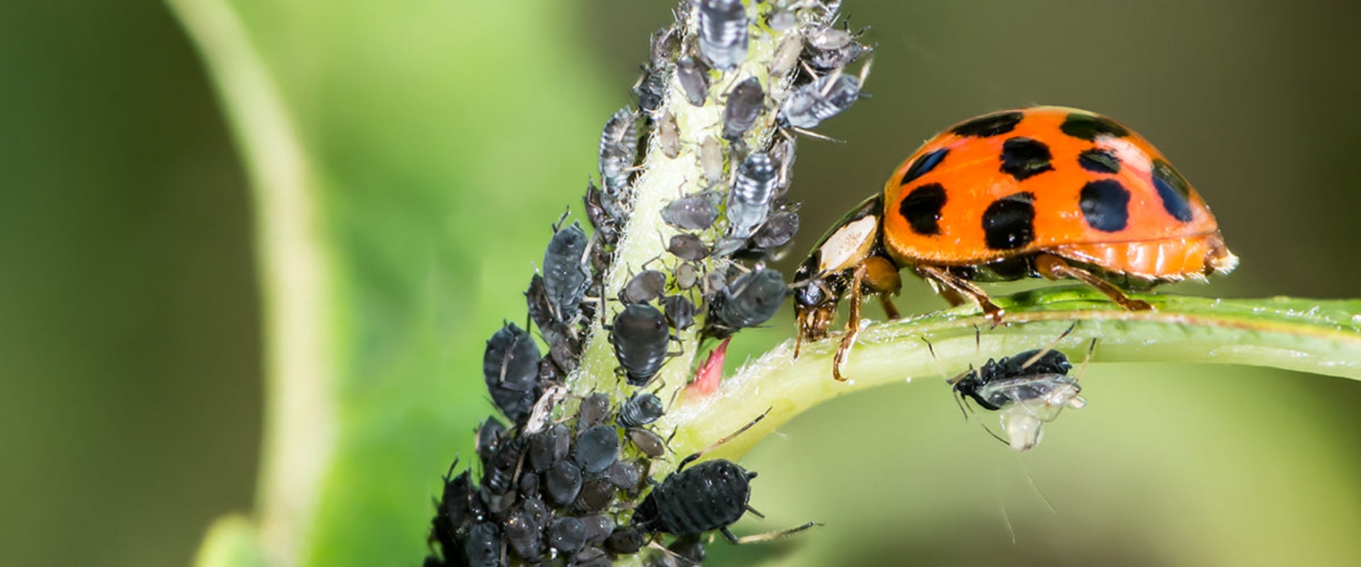 Natural Pest Control Methods for Organic Gardens